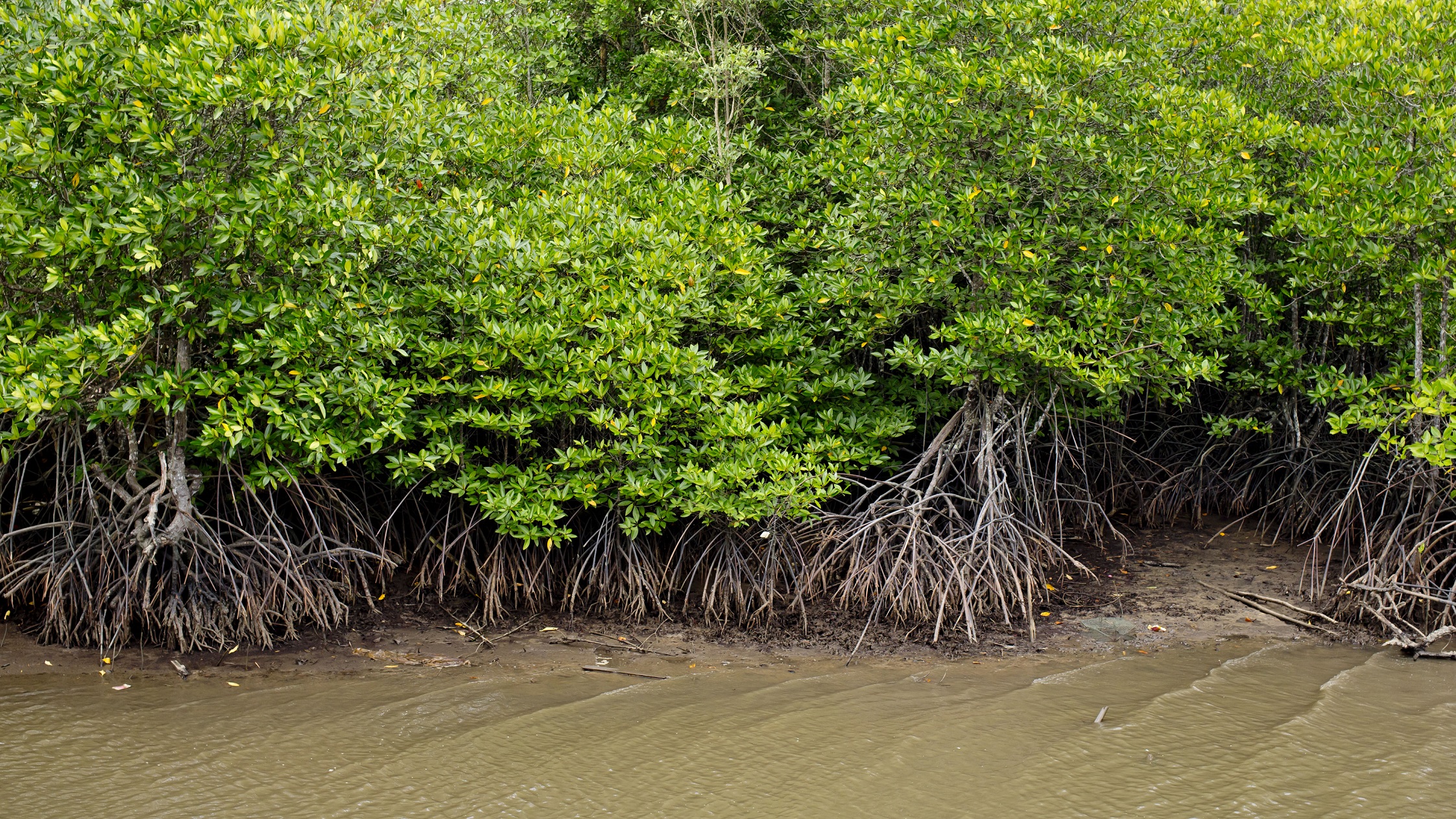 Mangrove, the hero plant to save the world! - Mangrove Jakarta