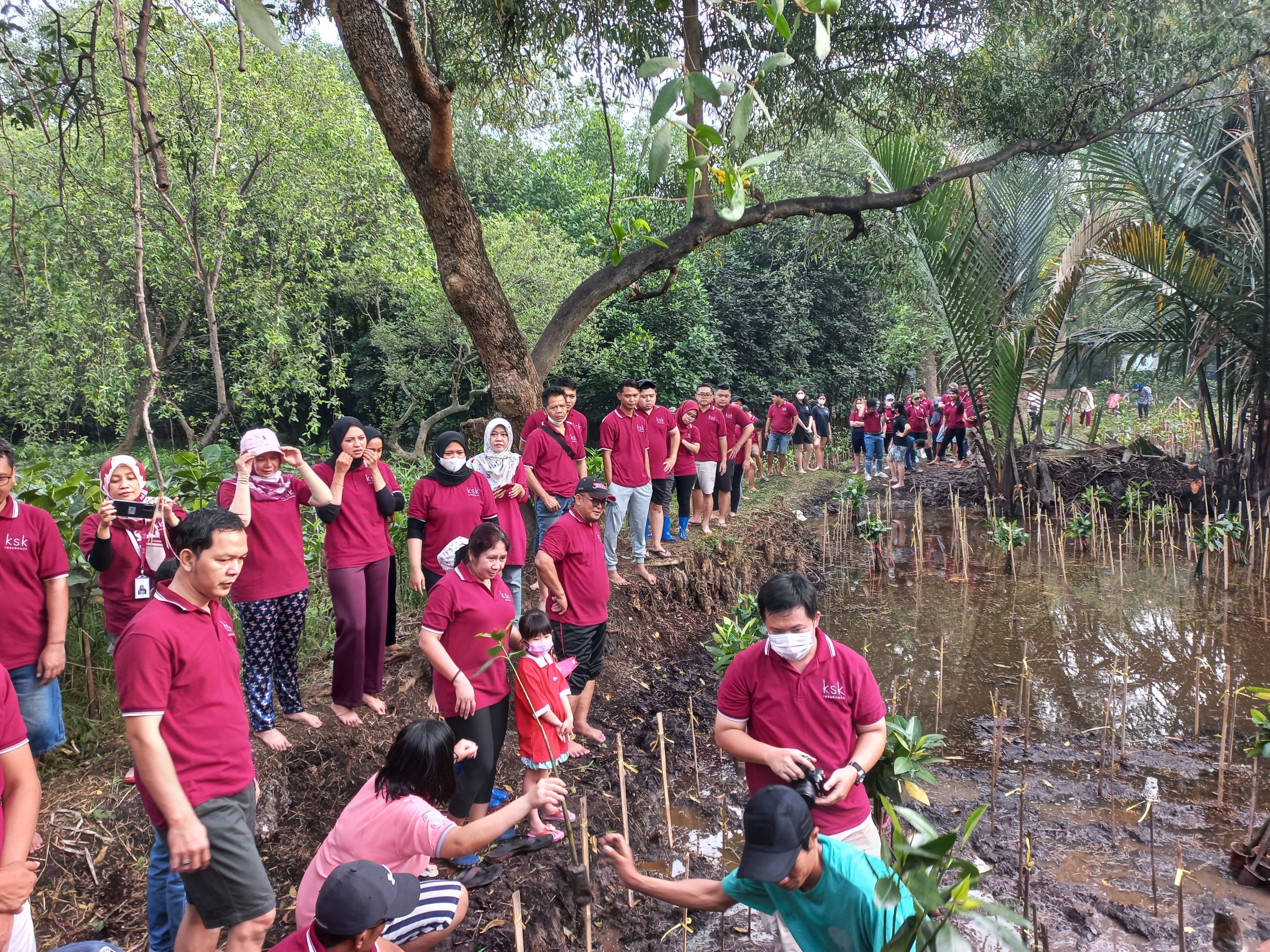 KSK Insurance Indonesia Menanam 300 Bibit Mangrove Berkolaborasi dengan ...